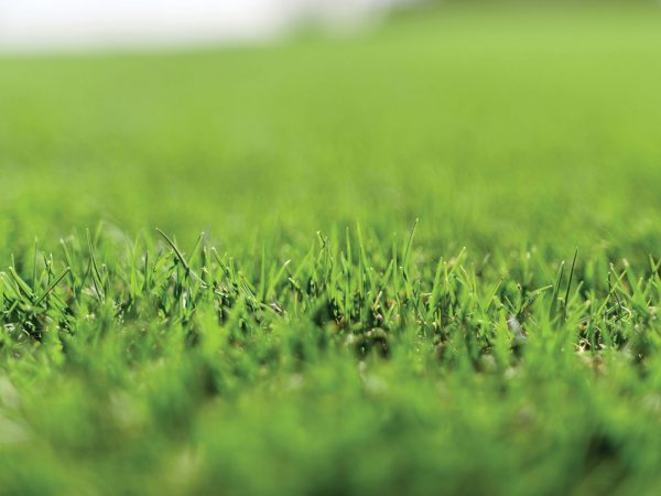 8 Grass Types Found In Australia Turf Guide Myhometurf