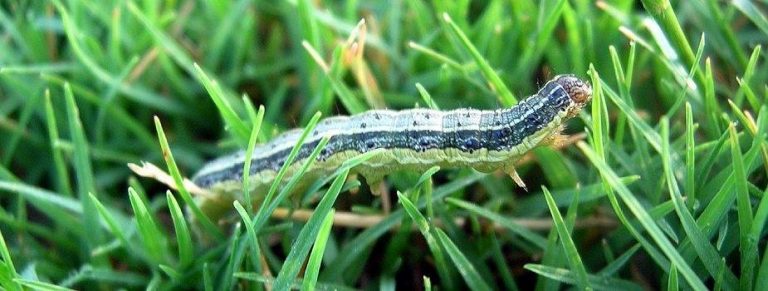 Army Worms in Your Lawn? Get Rid of Army Worms | myhomeTURF Army Worms in Your Lawn? Get Rid of Army Worms | myhomeTURF