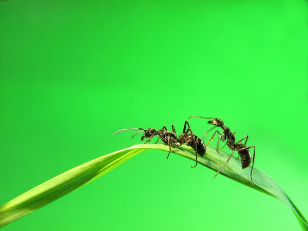 A Guide to the Most Common Lawn Pests | myhomeTURF