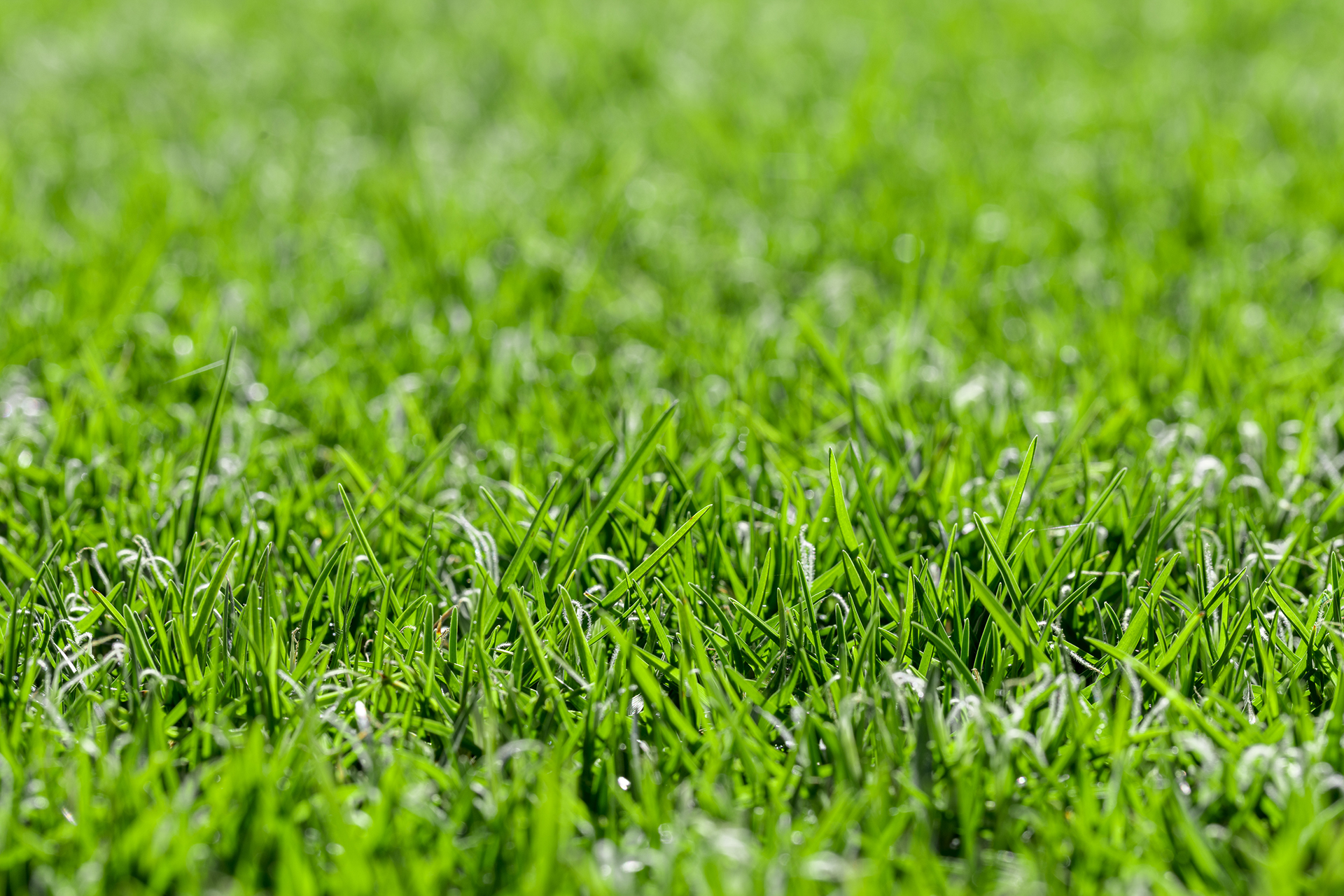 8 Grass Types Found in Australia | Turf Guide | myhomeTurf