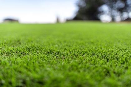 8 Grass Types Found in Australia | Turf Guide | myhomeTurf