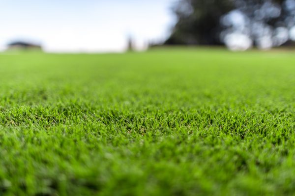 8 Grass Types Found in Australia | Turf Guide | myhomeTurf