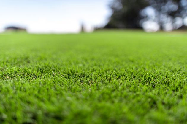 8 Grass Types Found in Australia | Turf Guide | myhomeTurf