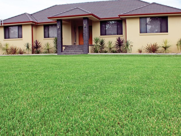 Best Grass for Perth Climate | myhomeTURF