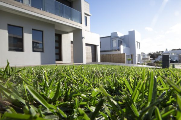 8 Grass Types Found In Australia Turf Guide Myhometurf