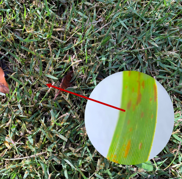 How to Fix a Yellow or Browning Lawn | myhomeTURF