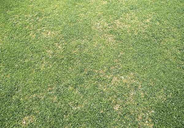 Guide to the 10 Most Common Lawn Diseases | myhomeTURF