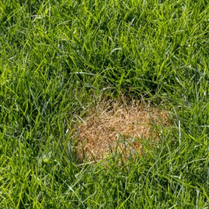 How to Treat Anthracnose in Your Lawn | myhomeTURF