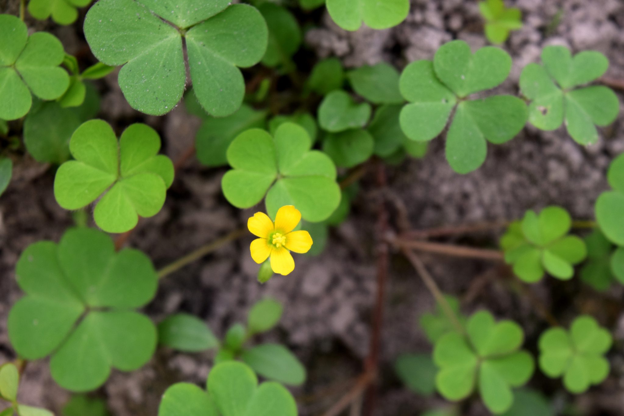 Soursob Control and Removal | myhomeTURF