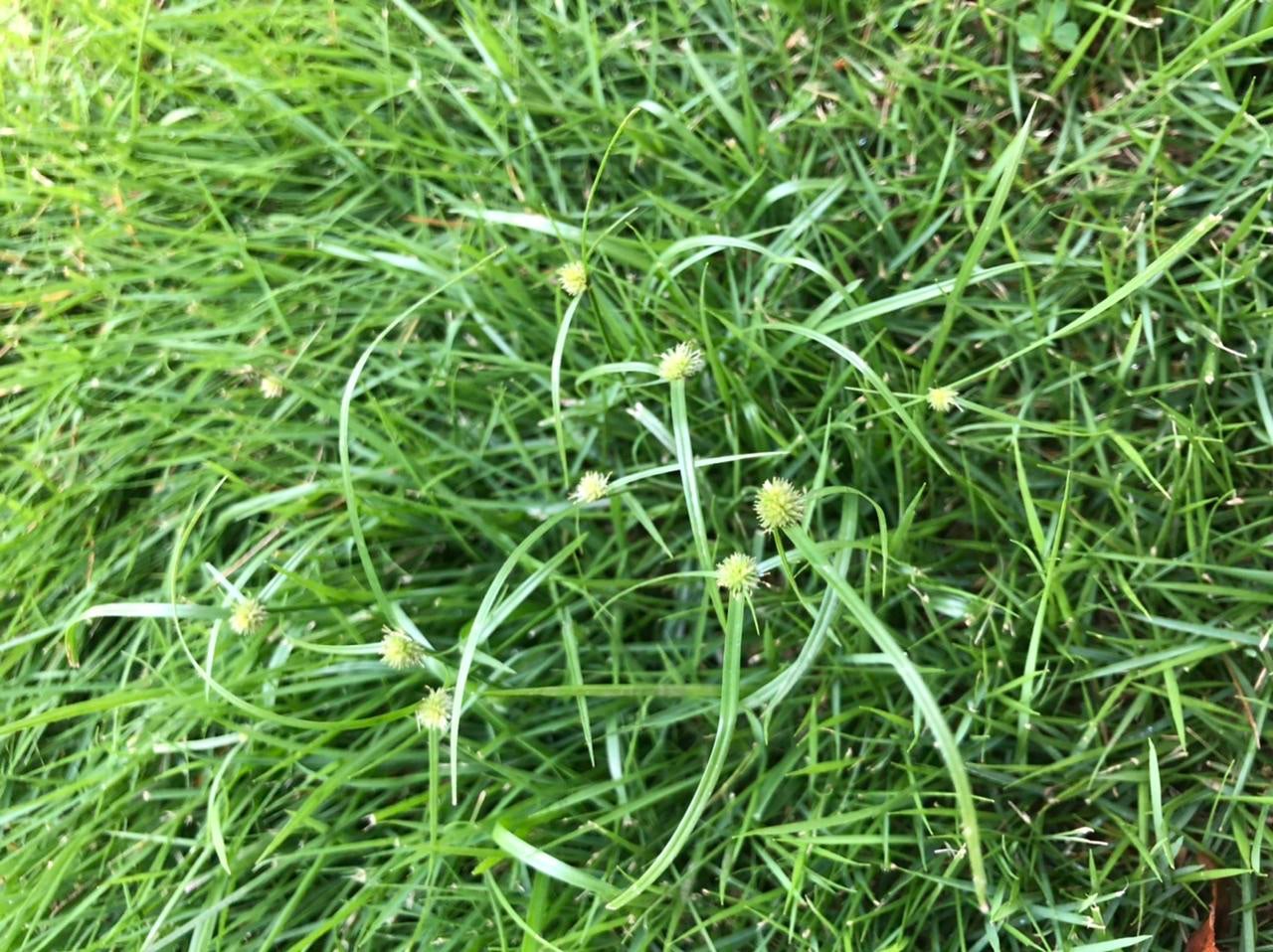 How To Get Rid Of Nut Grass In Your Lawn Myhometurf