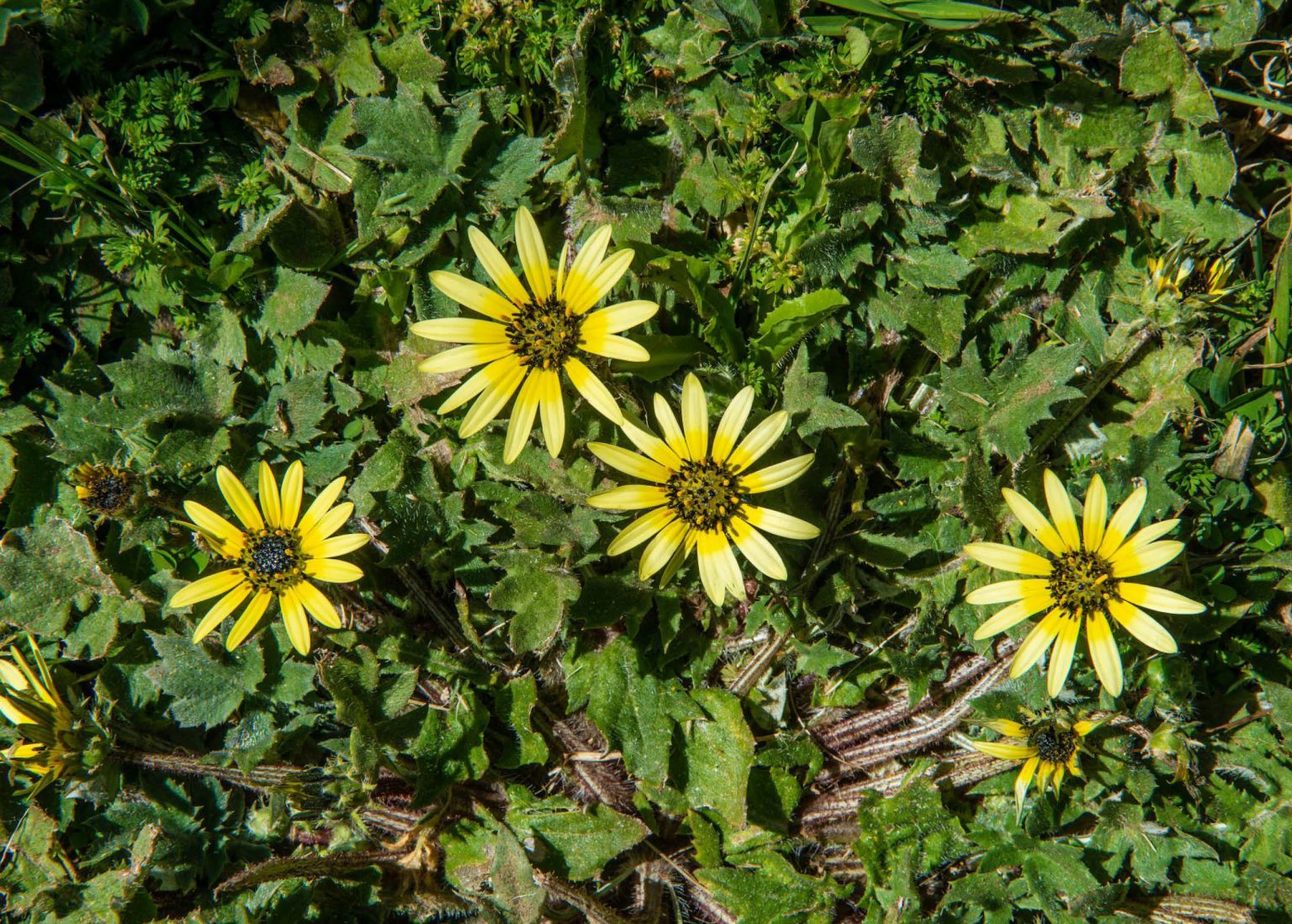 How to get rid of Capeweed | myhomeTURF