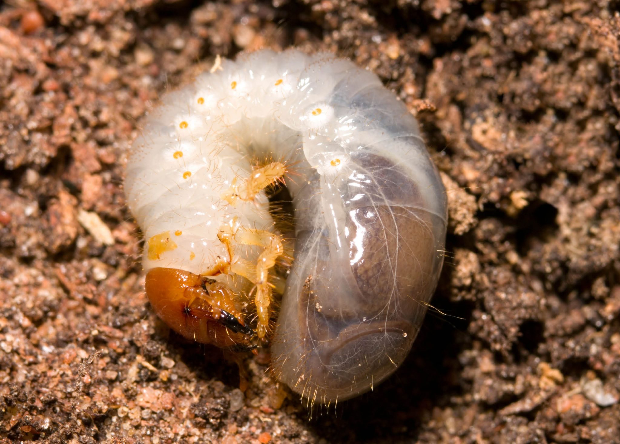 How To Get Rid Of White Curl Grubs In Your Lawn Myhometurf