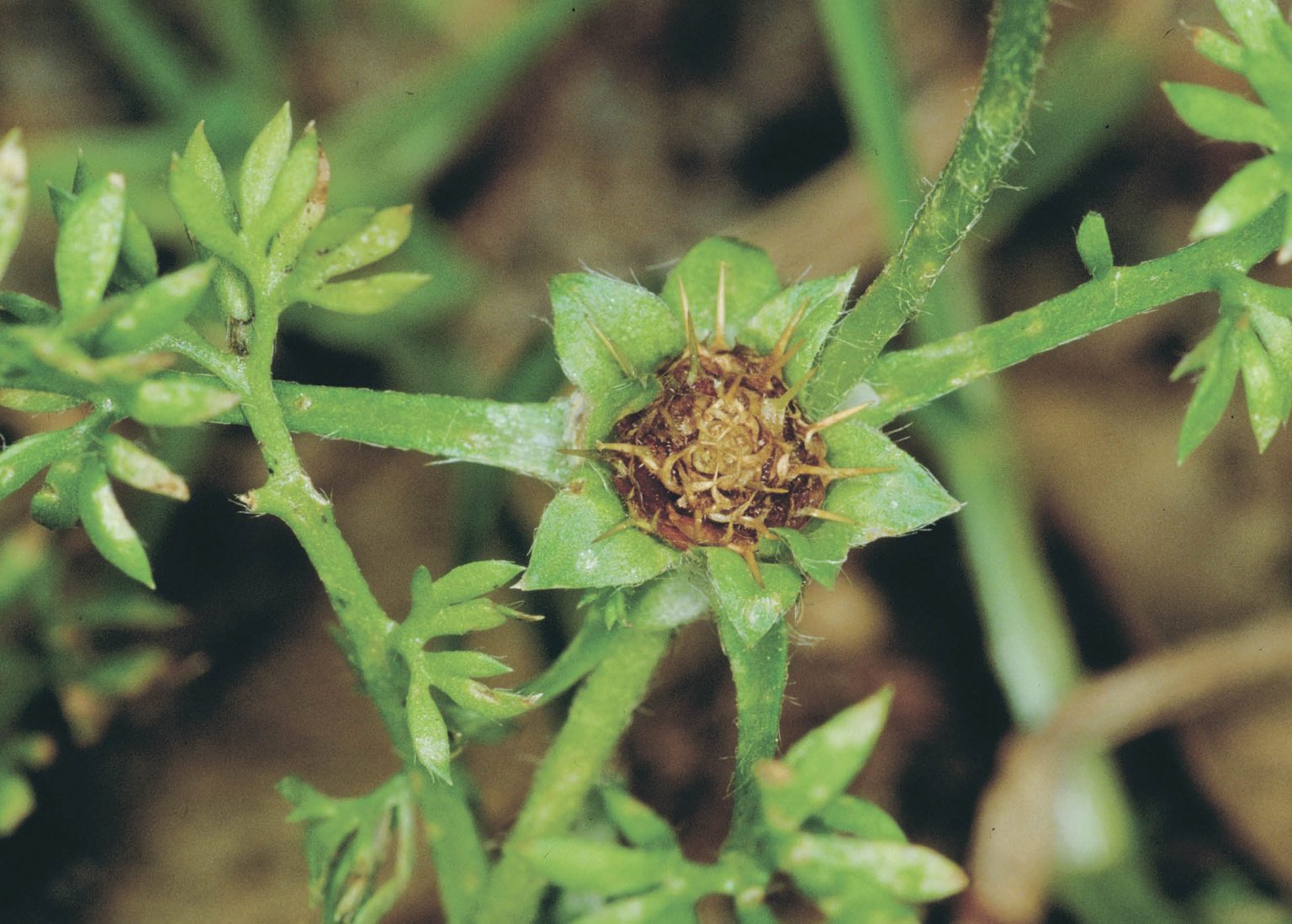 How to Remove Burr Weeds from Your Lawn | myhomeTURF