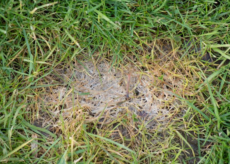 How to Treat Fusarium Patch in Your Lawn | myhomeTURF