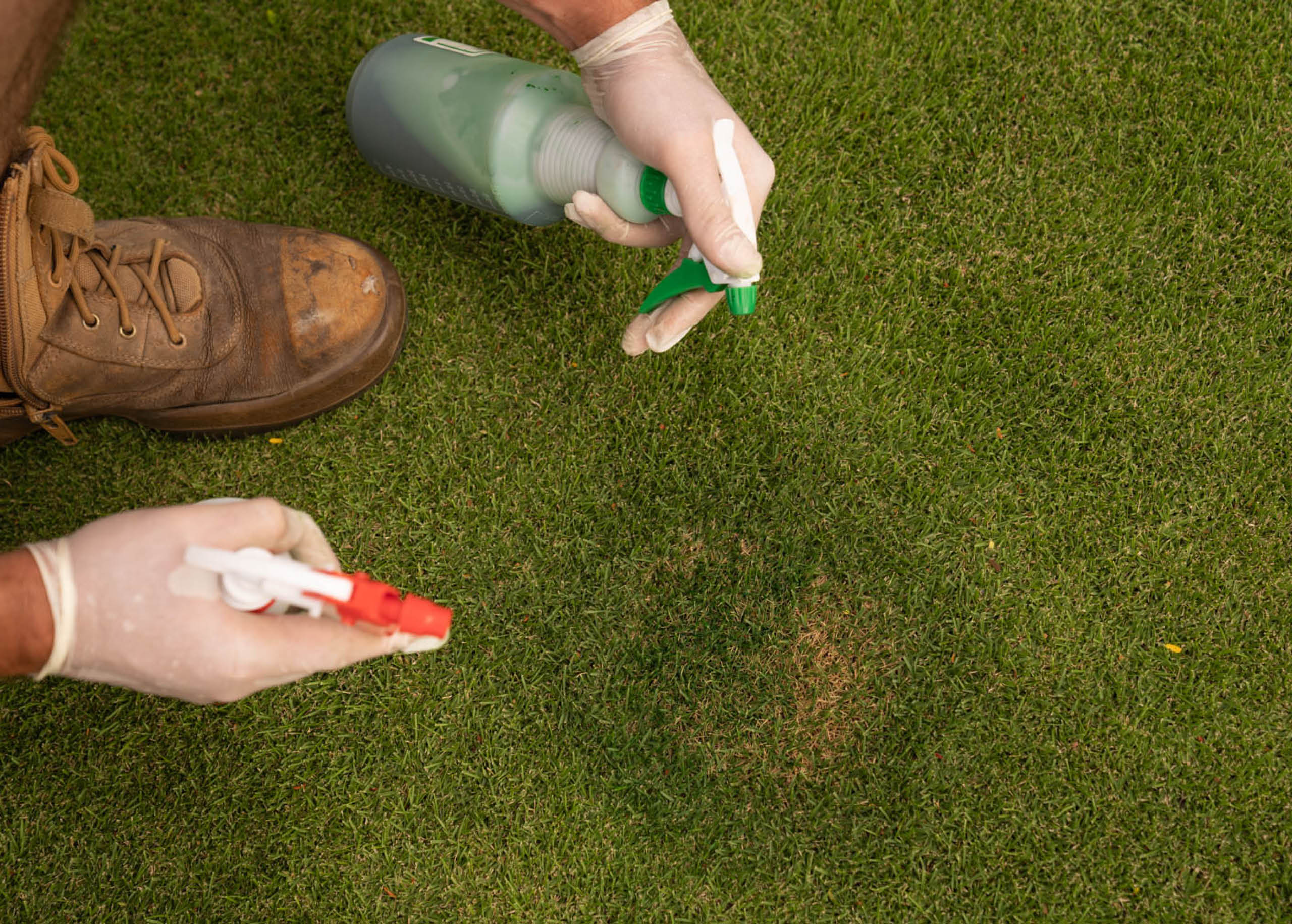 Lawn Paint Is It Good or Bad for Your Lawn myhomeTURF