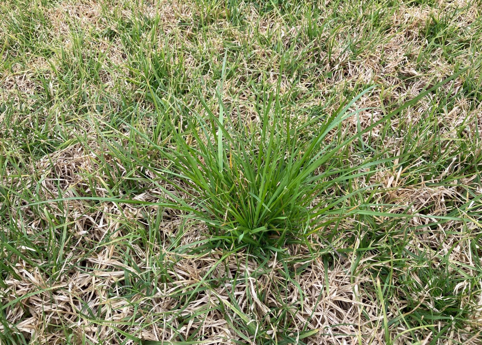 How To Remove Sedge Weeds From Your Lawn | myhomeTURF