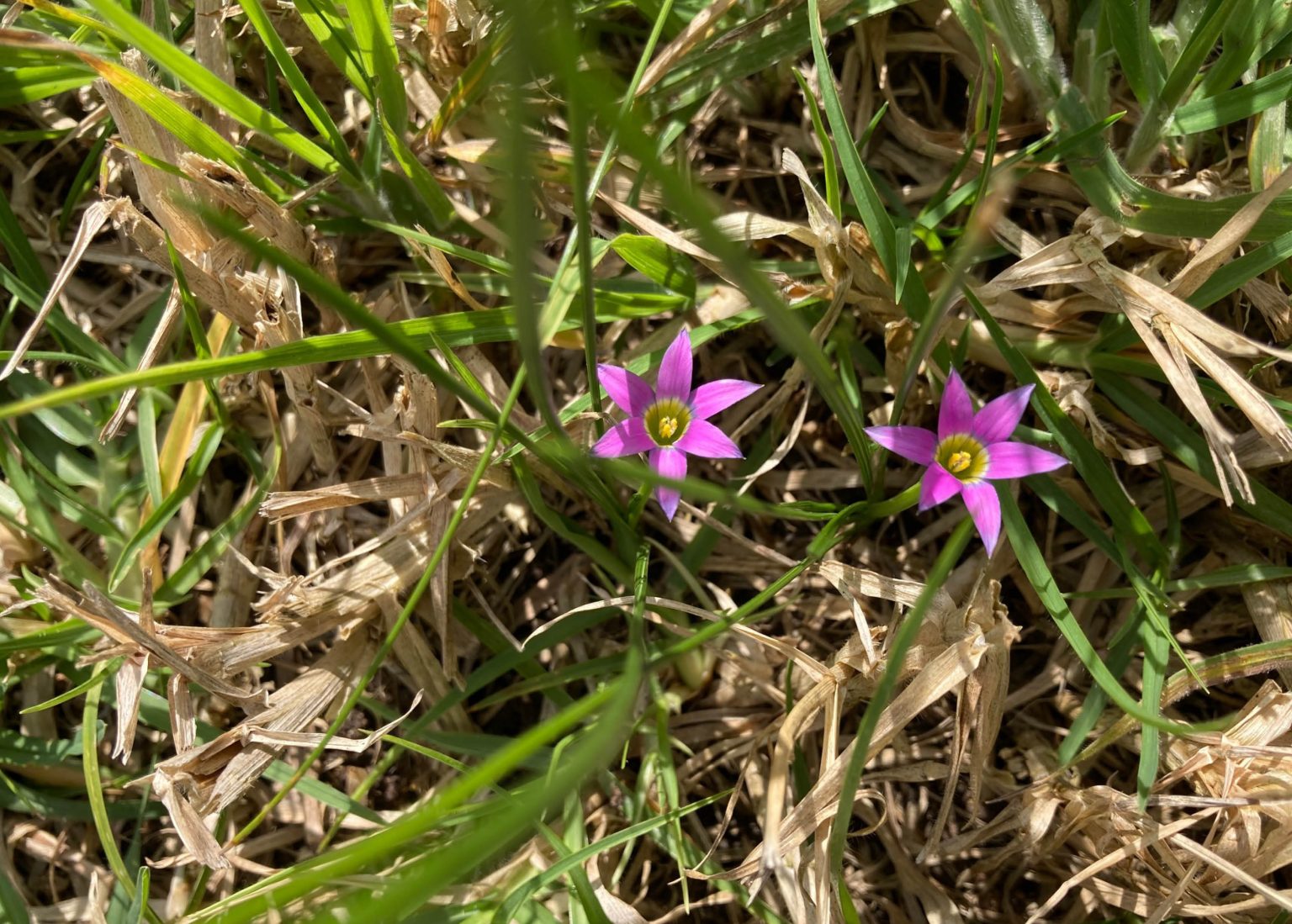 Common Lawn Weeds in South Australia | myhomeTURF
