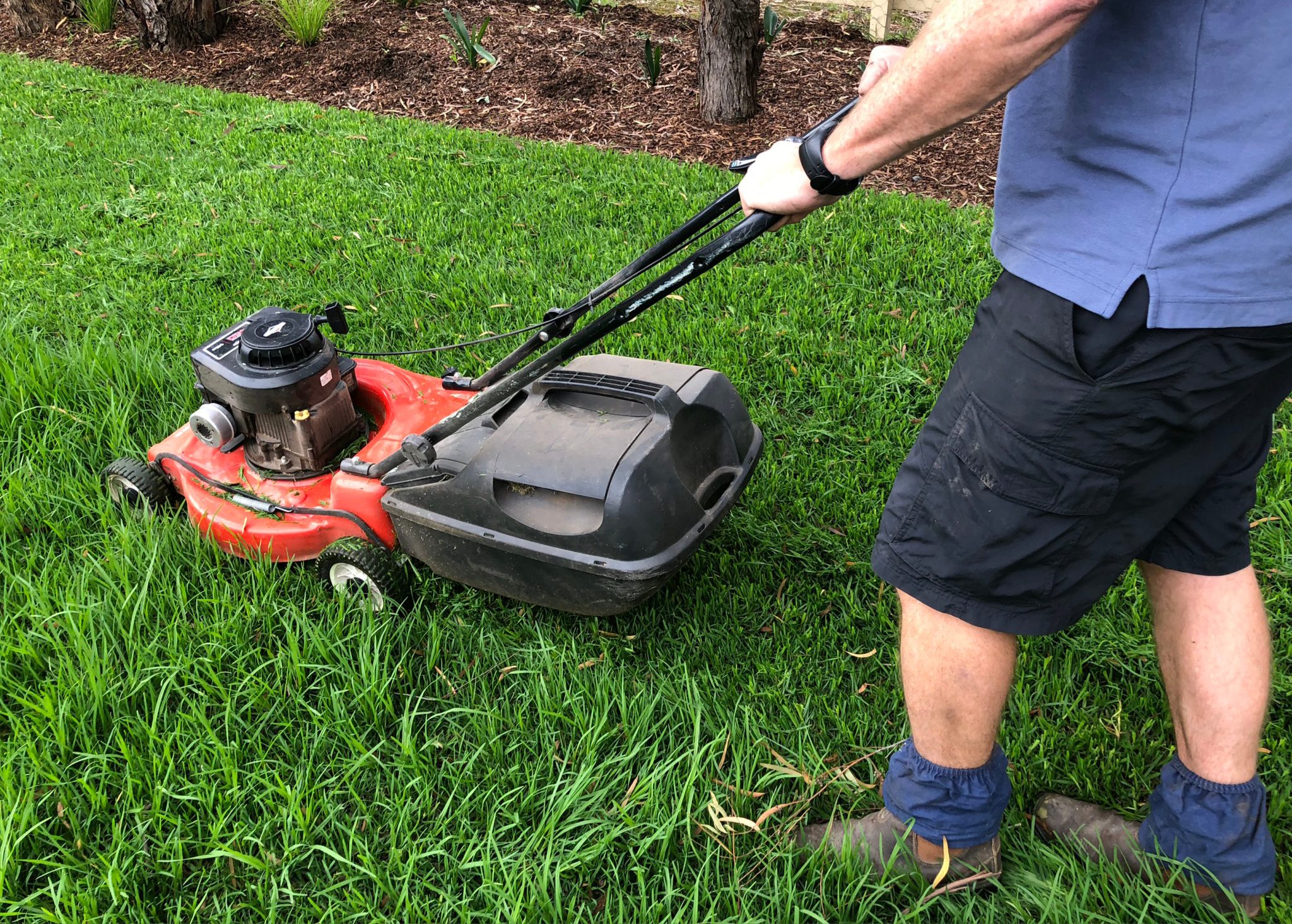 Is it Okay to Fertilise Your Lawn After Mowing?